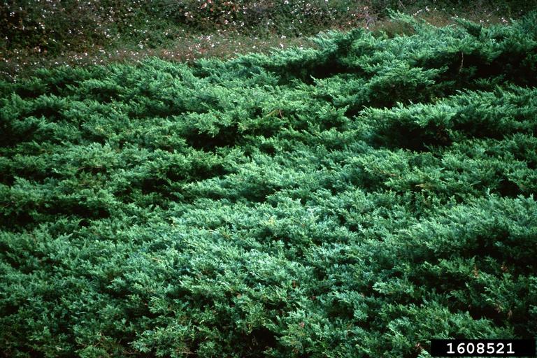 Chinese juniper (Juniperus chinensis)