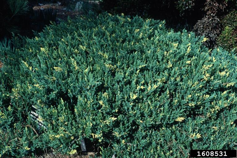 Chinese juniper (Juniperus chinensis L.)