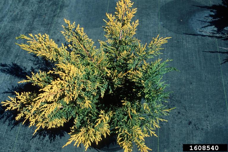 Chinese juniper (Juniperus chinensis)