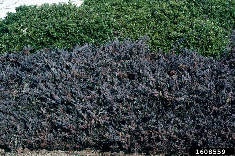 creeping juniper (Juniperus horizontalis)