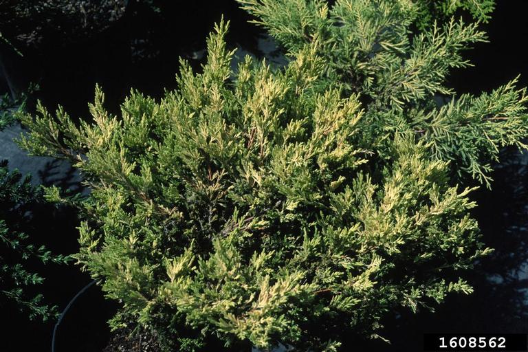 creeping juniper (Juniperus horizontalis)