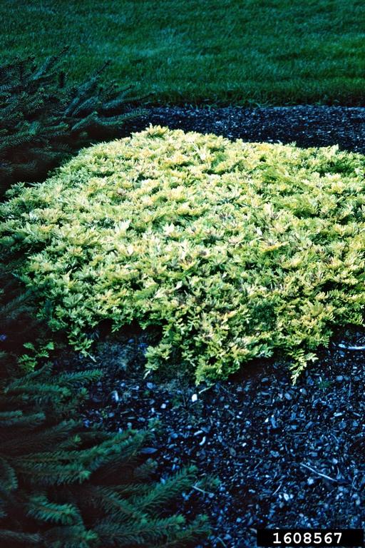creeping juniper (Juniperus horizontalis)