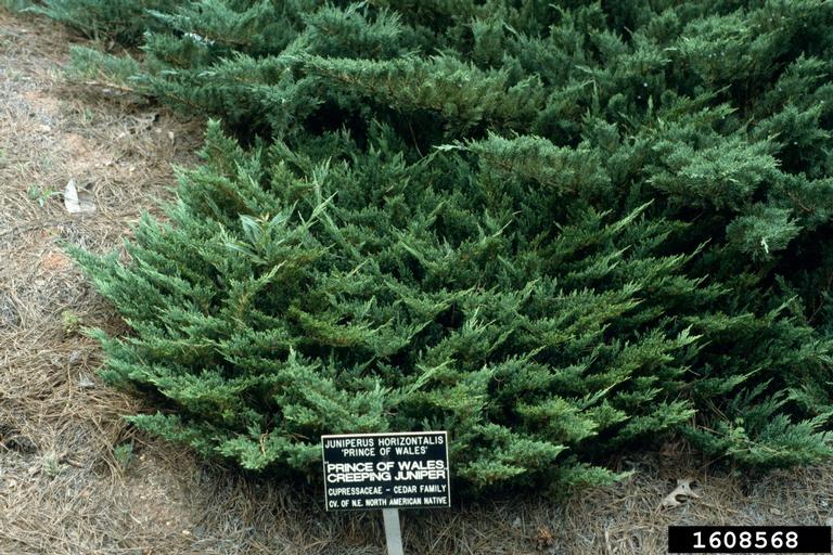 creeping juniper (Juniperus horizontalis)