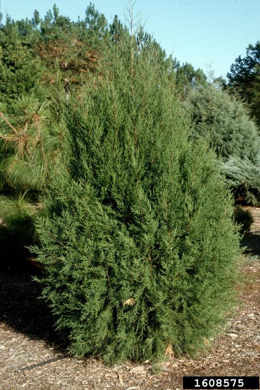 Phoenician juniper (Juniperus phoenicea)
