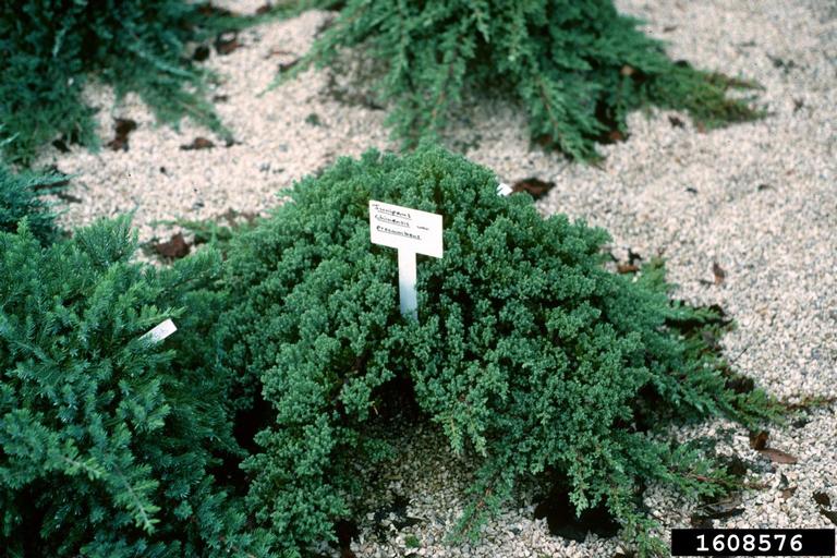 Japanese garden juniper (Juniperus chinensis var. procumbens Endl.)