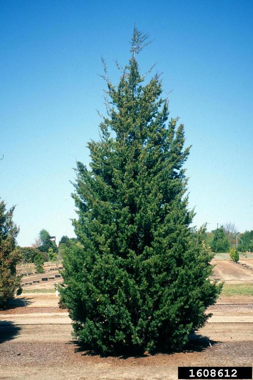 eastern redcedar (Juniperus virginiana L.)