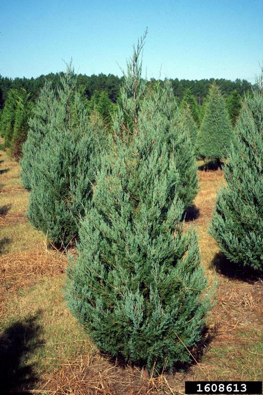 eastern redcedar (Juniperus virginiana L.)