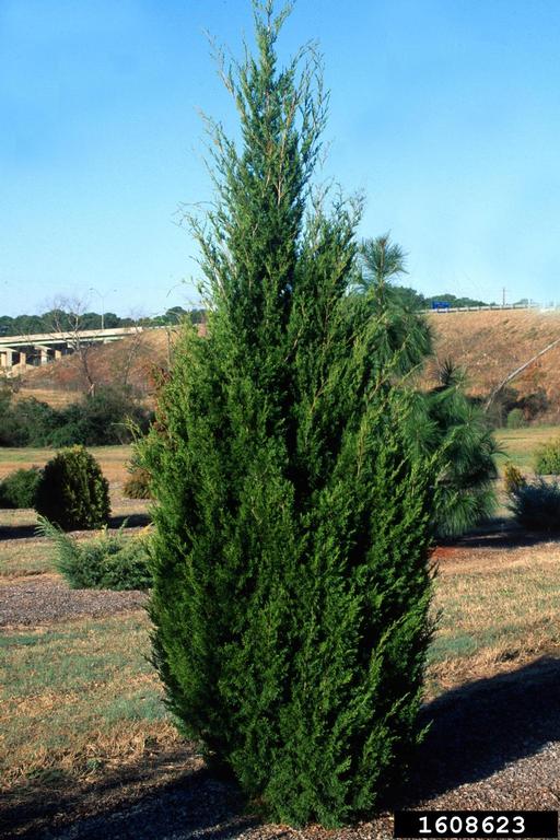 eastern redcedar (Juniperus virginiana L.)