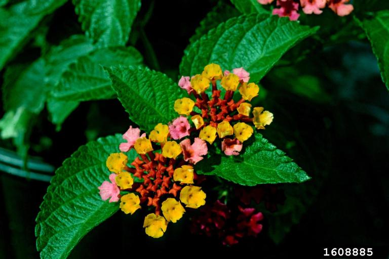 largeleaf lantana, Lantana camara (Lamiales: Verbenaceae) - 1608885