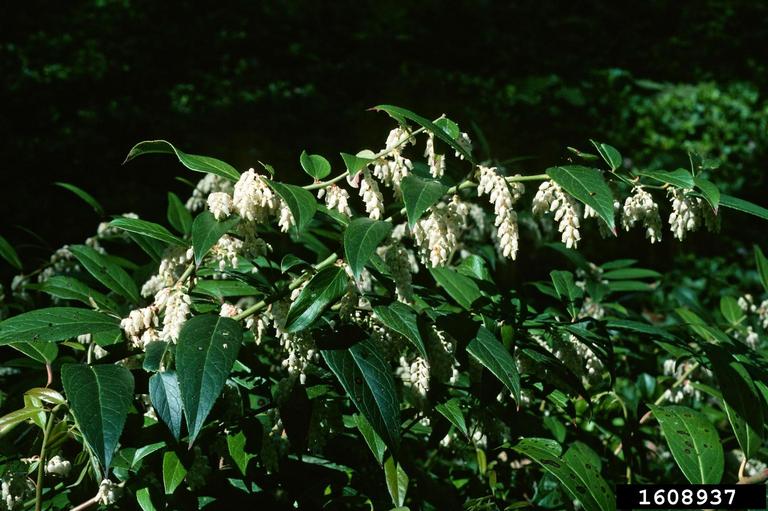 highland doghobble (Leucothoe fontanesiana (Steud.) Sleumer)