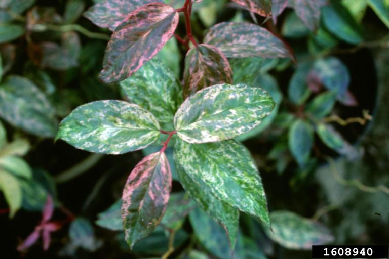 highland doghobble (Leucothoe fontanesiana (Steud.) Sleumer)