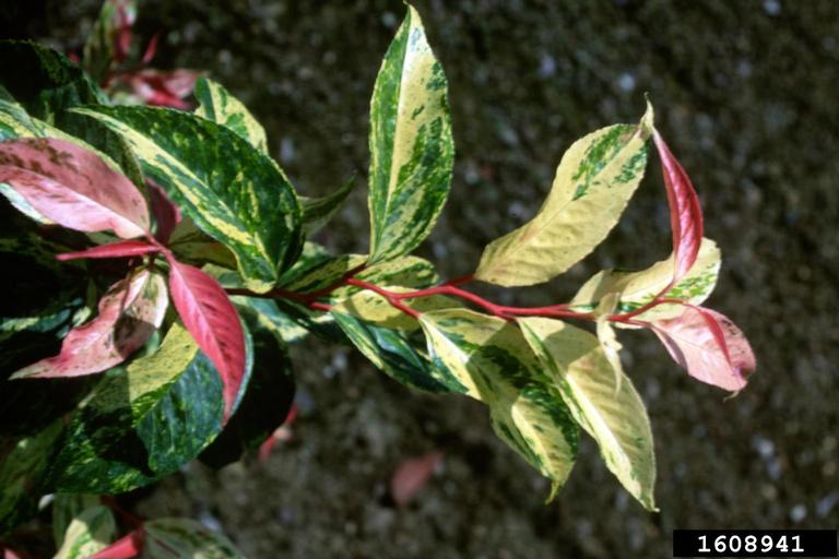 highland doghobble (Leucothoe fontanesiana)