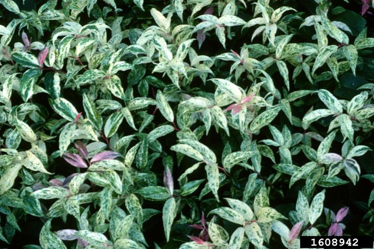 highland doghobble (Leucothoe fontanesiana (Steud.) Sleumer)