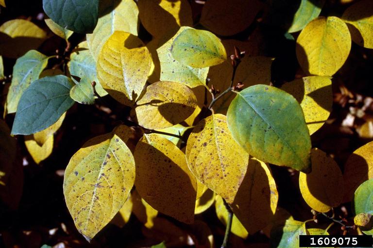 spicebush (Lindera reflexa Hemsl.)