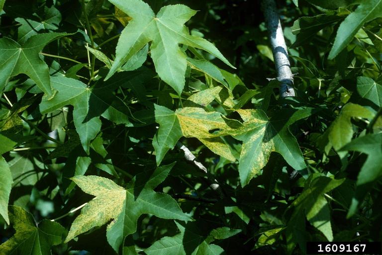 sweetgum (Liquidambar styraciflua L.)