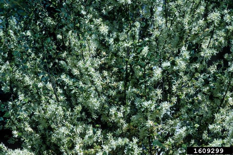 Chinese fringe-bush (Loropetalum chinense)