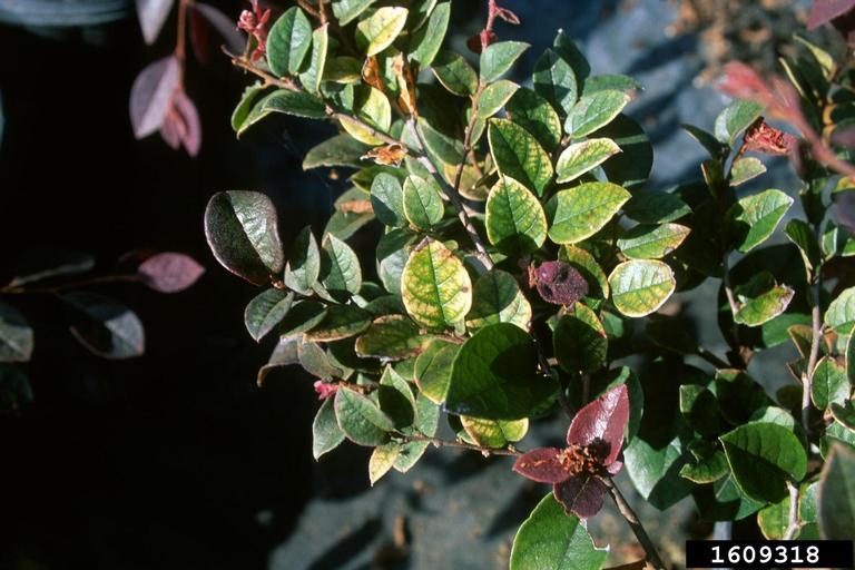 iron deficiency