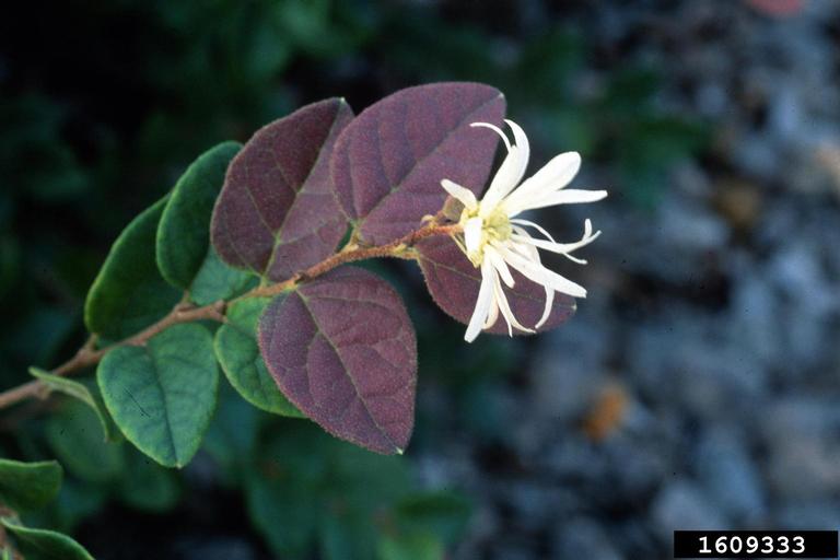 Chinese fringe-bush (Loropetalum chinense)