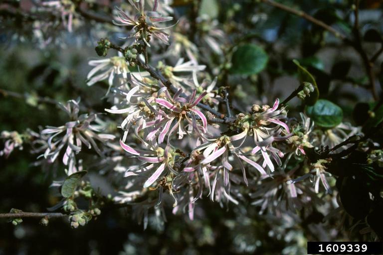 Chinese fringe-bush, Loropetalum chinense (Hamamelidales ...
