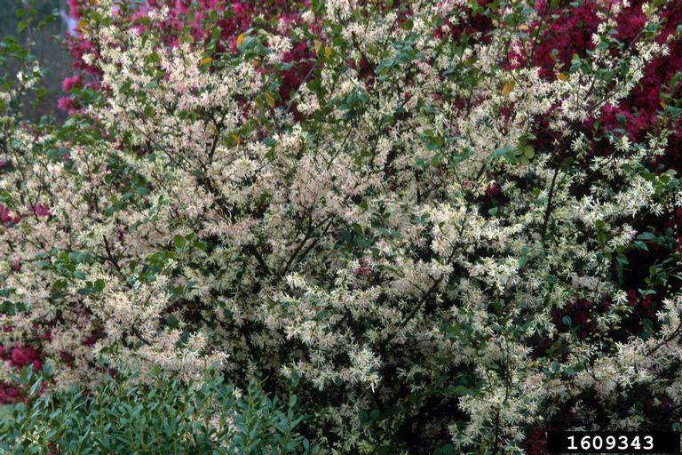 Chinese fringe-bush (Loropetalum chinense)