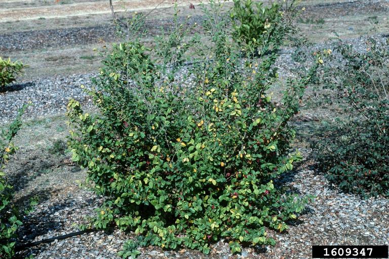 Chinese fringe-bush (Loropetalum chinense var. rubrum (R. Br.) Oliv. Yieh)