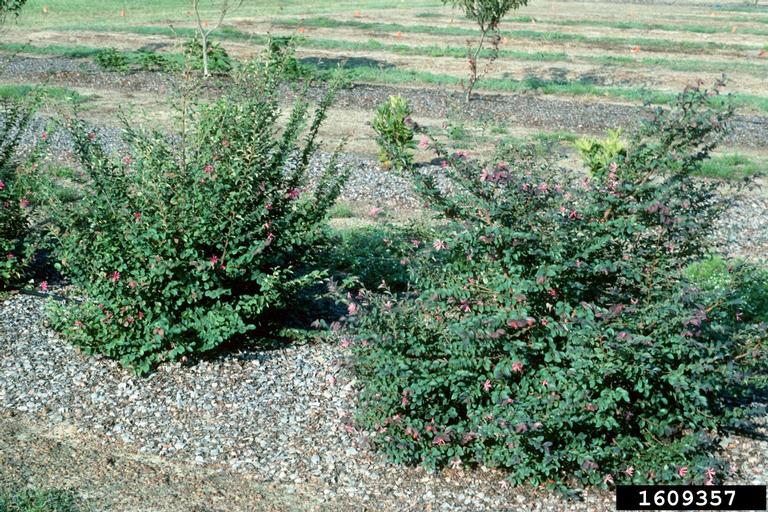 Chinese fringe-bush (Loropetalum chinense var. rubrum (R. Br.) Oliv. Yieh)