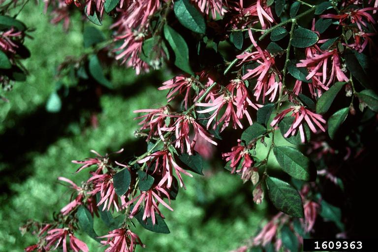 Chinese fringe-bush (Loropetalum chinense var. rubrum (R. Br.) Oliv. Yieh)