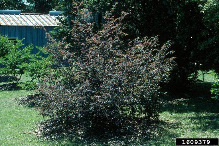 Chinese fringe-bush (Loropetalum chinense var. rubrum (R. Br.) Oliv. Yieh)