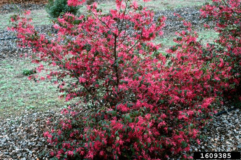 Chinese fringe-bush (Loropetalum chinense var. rubrum (R. Br.) Oliv. Yieh)