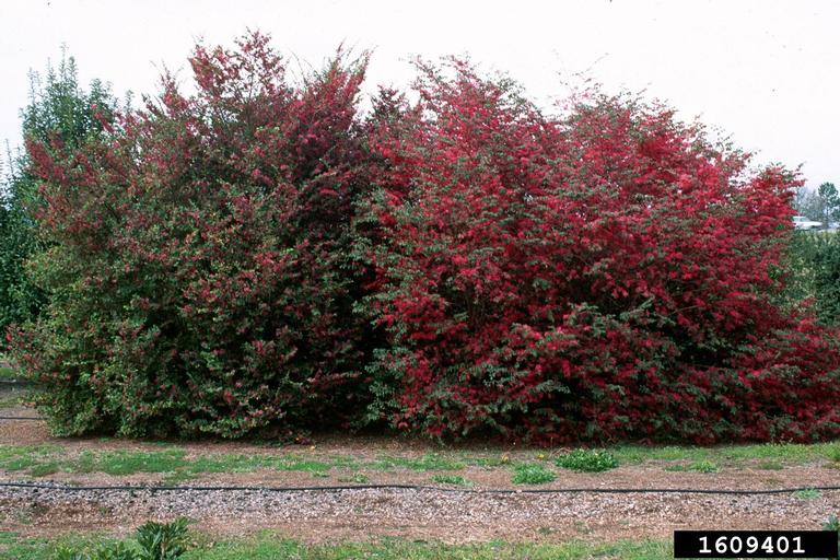 Chinese fringe-bush (Loropetalum chinense var. rubrum)