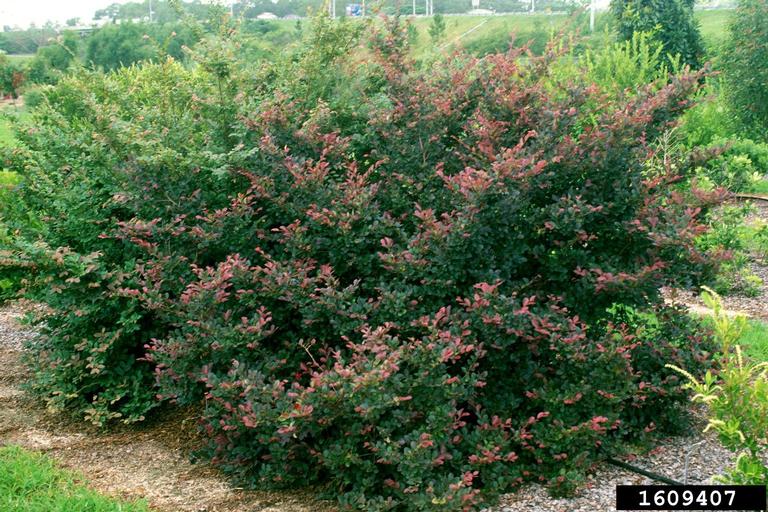 Chinese fringe-bush (Loropetalum chinense Oliv.)