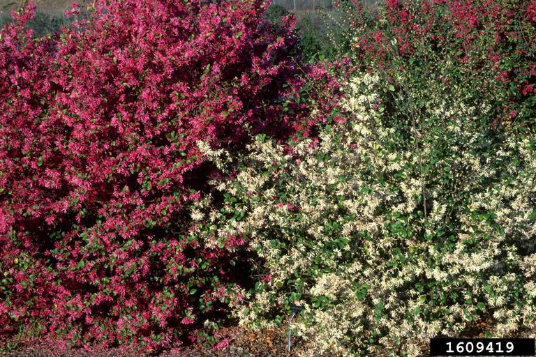 Chinese fringe-bush (Loropetalum chinense)