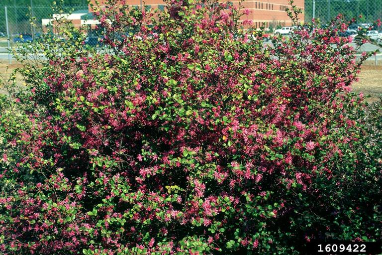 Chinese fringe-bush (Loropetalum chinense)