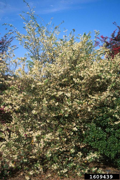 Chinese fringe-bush (Loropetalum chinense)