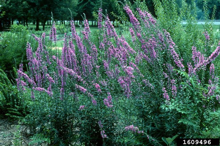 loosestrife (Genus Lythrum)