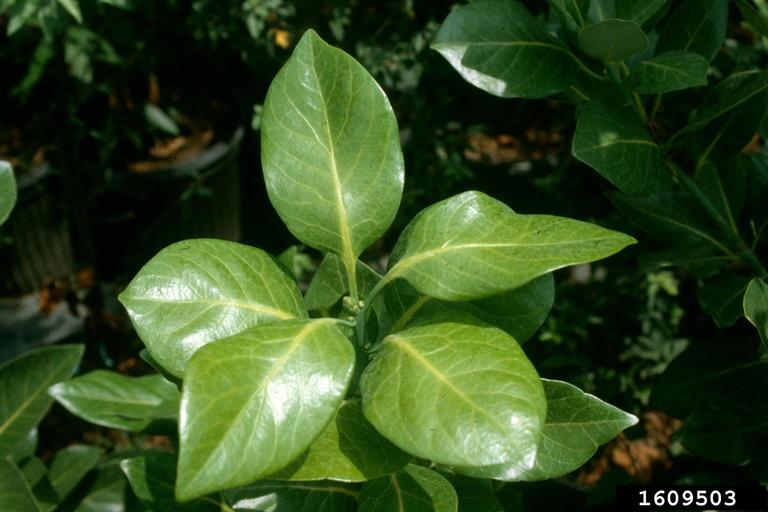 Japanese persea (Machilus thunbergii Siebold & Zucc.)