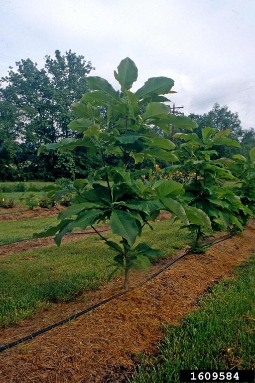 cucumber-tree (Magnolia acuminata (L.) L.)