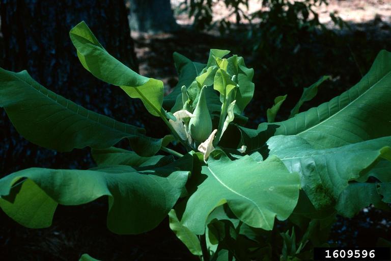 Ashe's magnolia (Magnolia ashei)