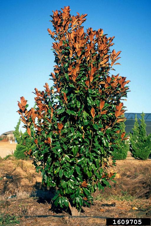 southern magnolia (Magnolia grandiflora L.)