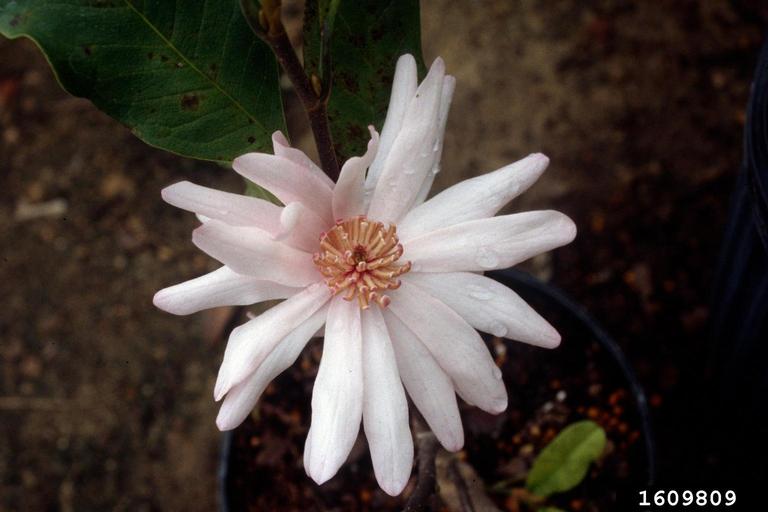 royal star magnolia (Magnolia stellata (Sieb. & Zucc.) Maxim)