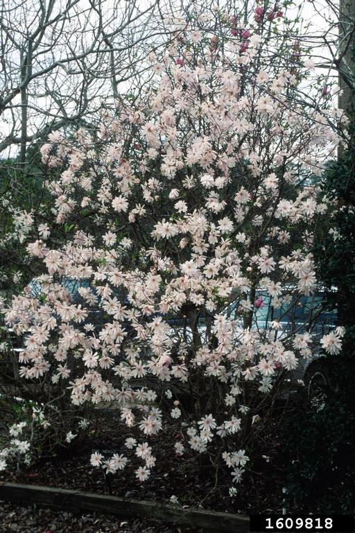 royal star magnolia (Magnolia stellata)