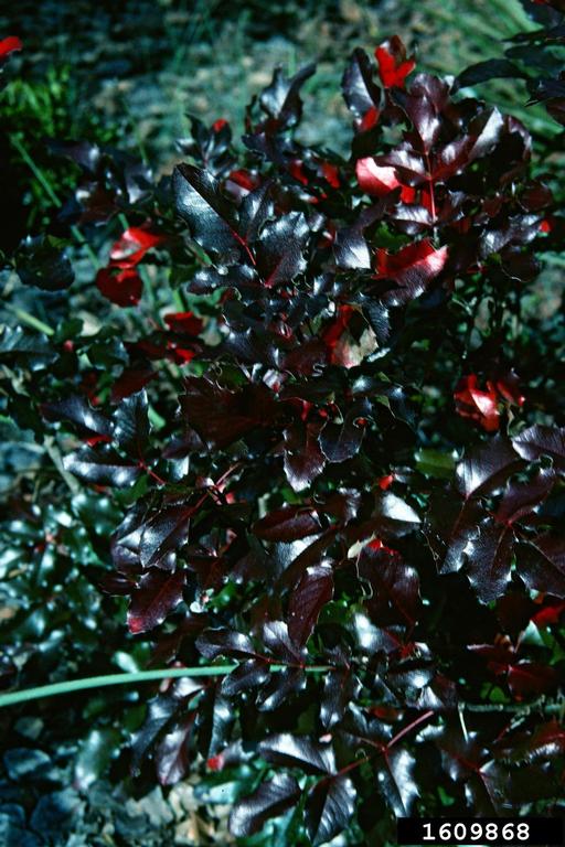 mountain grape (Berberis aquifolium Pursh)