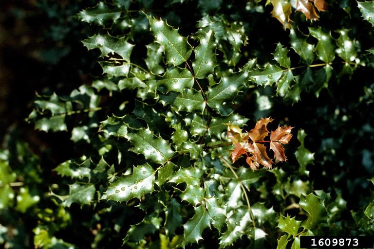 mountain grape (Berberis aquifolium Pursh)