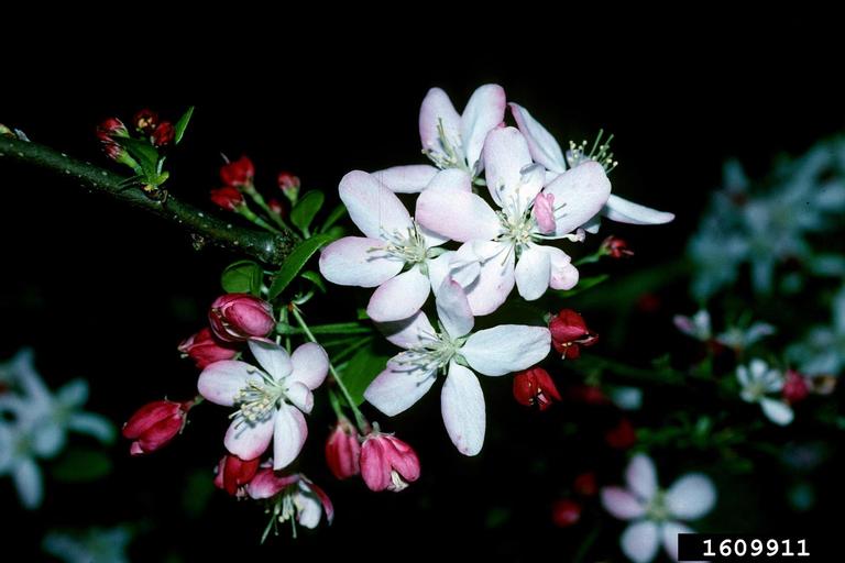southern crabapple (Malus angustifolia P. Mill.)