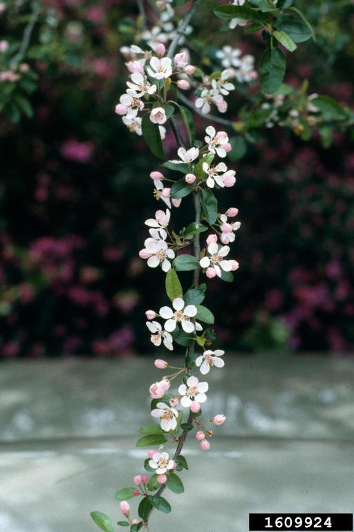 southern crabapple (Malus angustifolia P. Mill.)