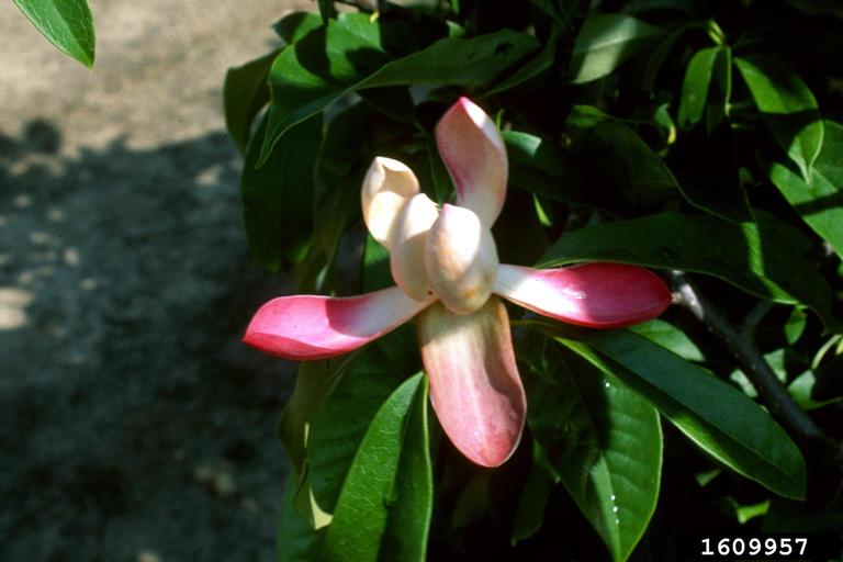 magnolia (Magnolia insignis Wall.)