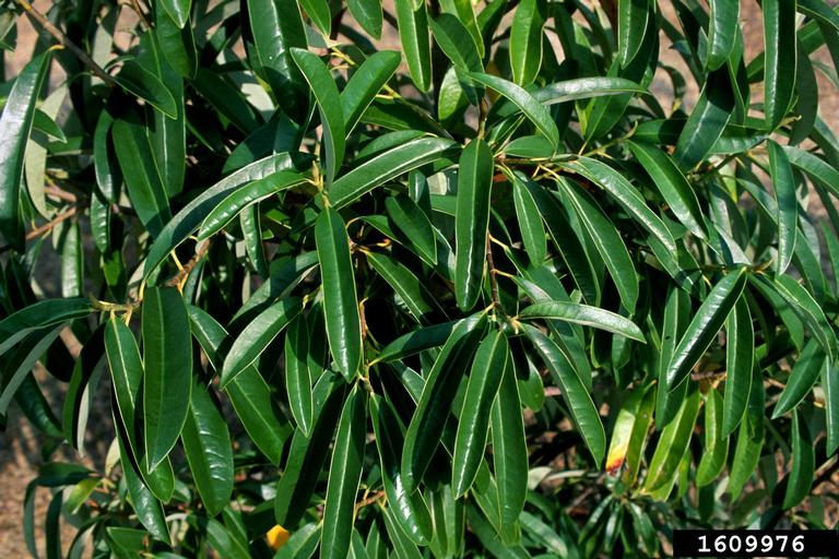 magnolia (Magnolia insignis)