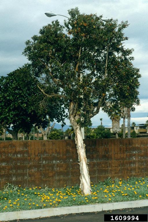 melaleuca (Genus Melaleuca L.)