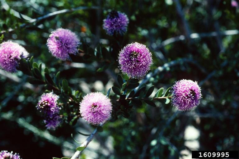 melaleuca (Genus Melaleuca L.)