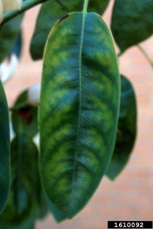 magnesium deficiency